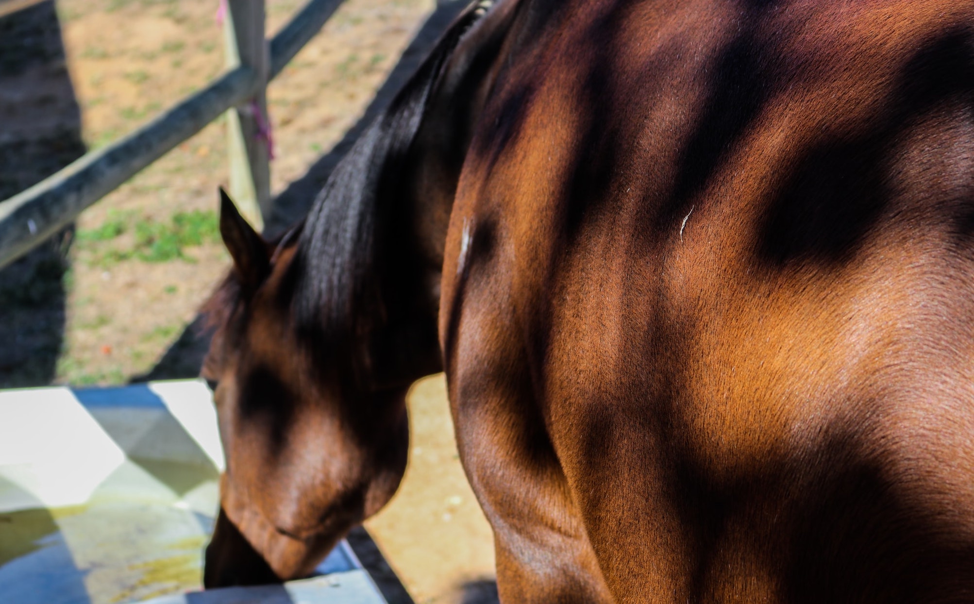 Чашка чая для коня! - Equilogy